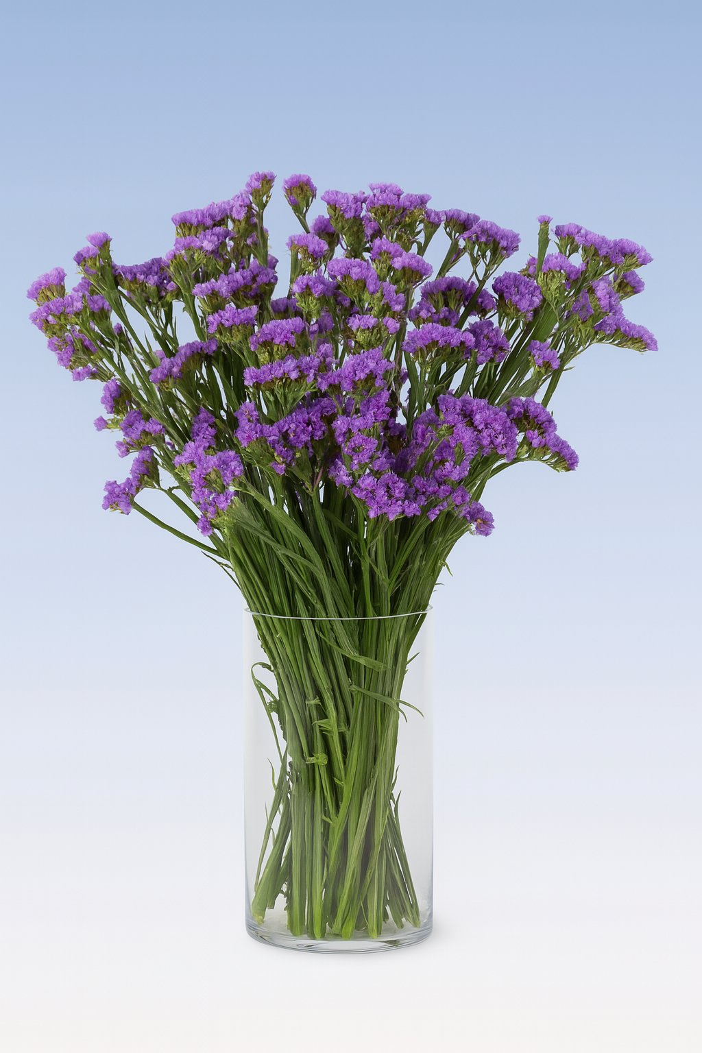 Statice – Sourcing @ MM Flowers