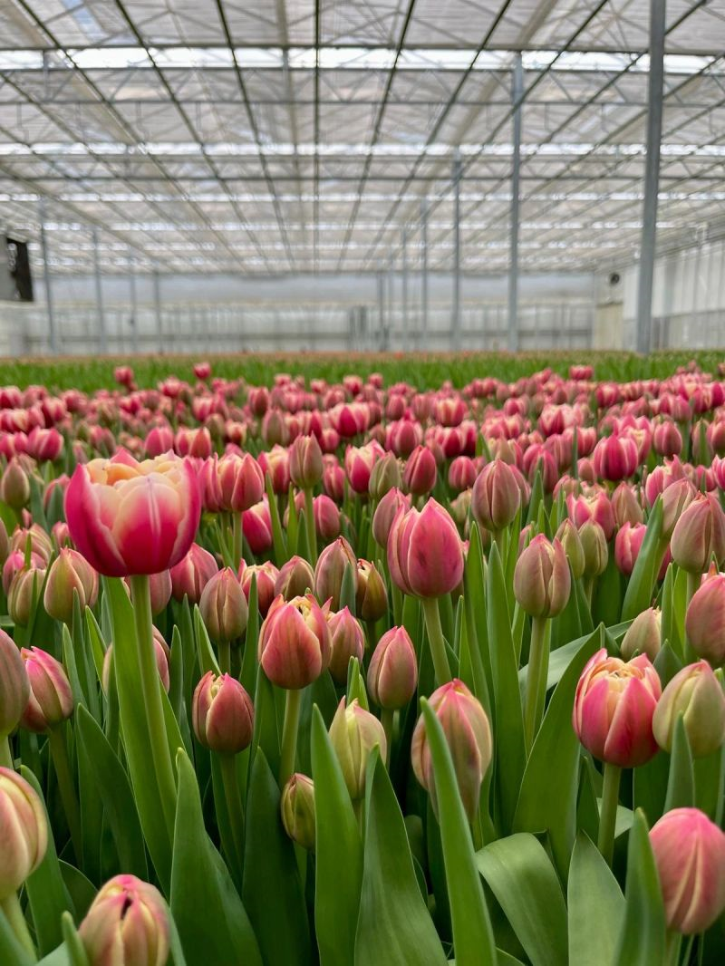 MM Flowers – Sourcing @ MM Flowers