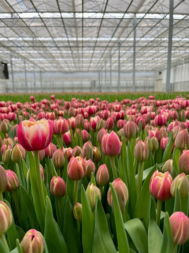UK – Sourcing @ MM Flowers