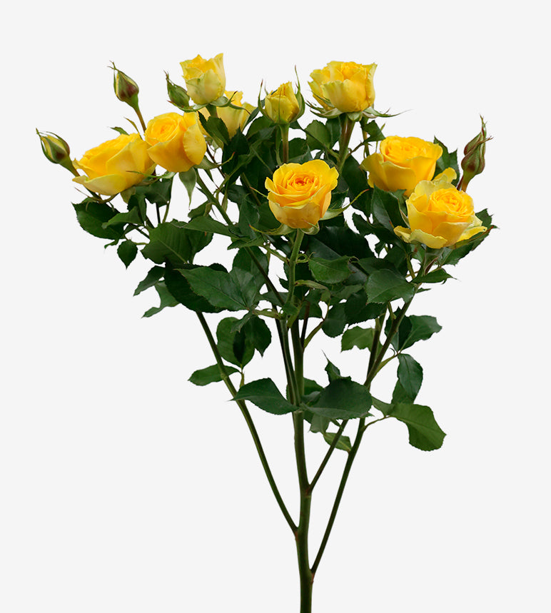Spray Rose Brilliant Stars Yellow Wayuu Colombia – Sourcing @ MM Flowers