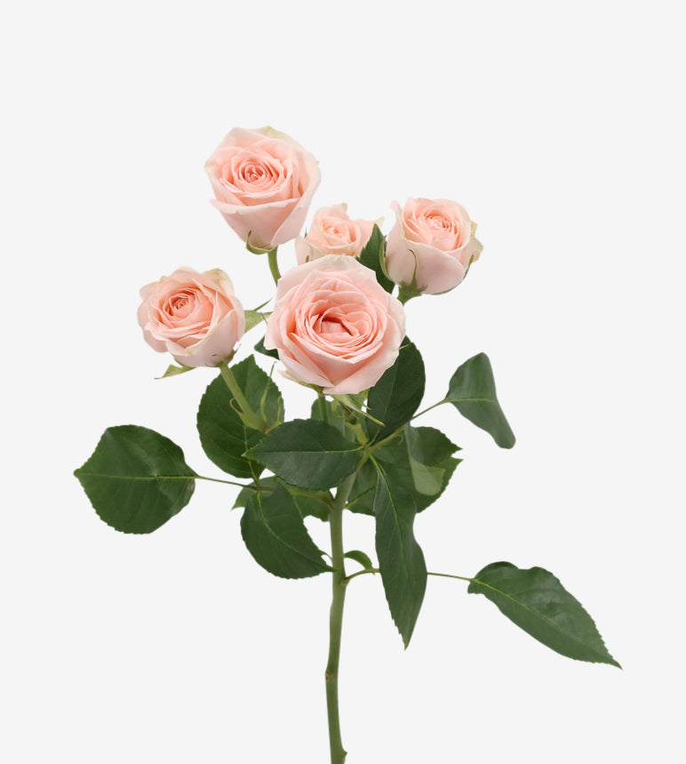 Spray Rose Ginger Pink Wayuu Colombia – Sourcing @ MM Flowers