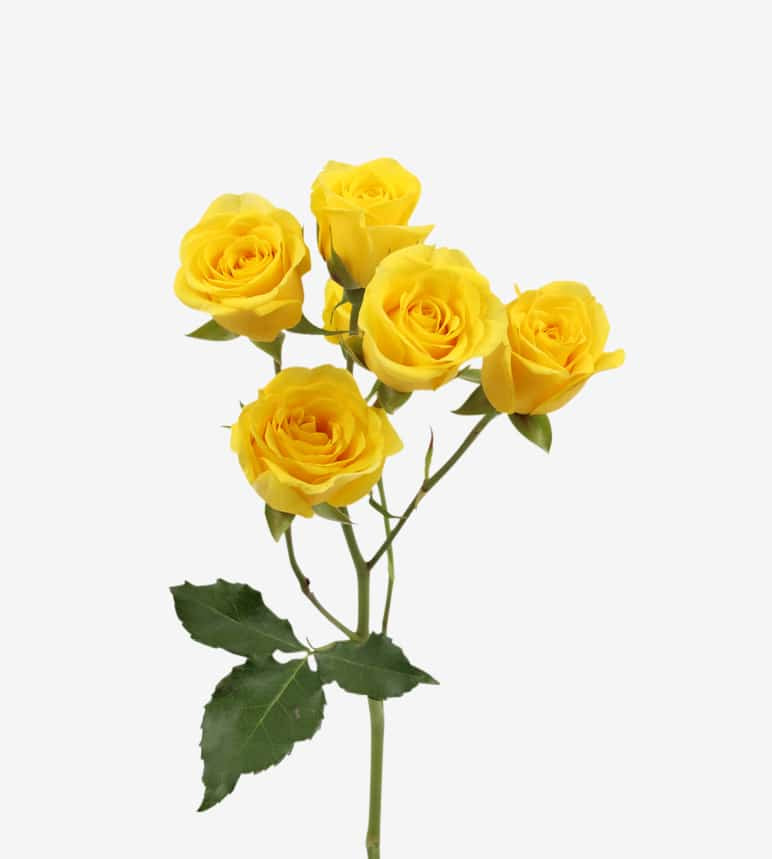 Spray Rose Sun City Yellow Wayuu Colombia – Sourcing @ MM Flowers
