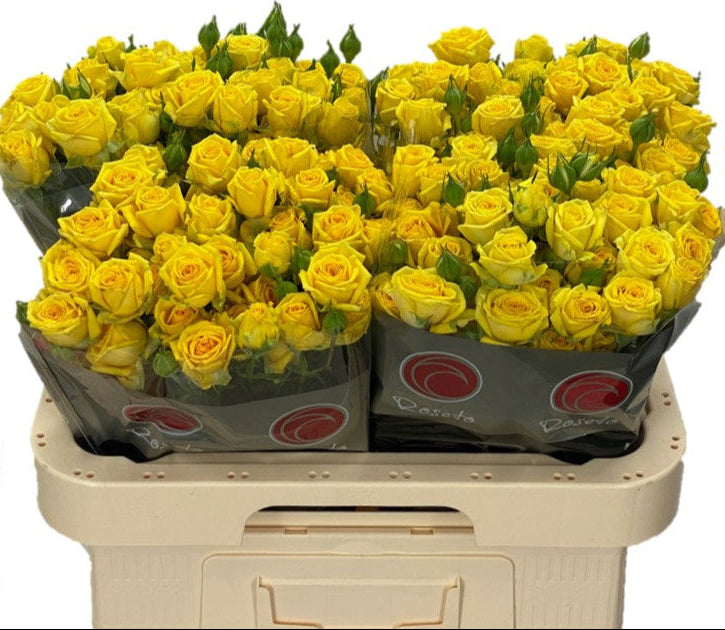Spray Rose Yellow Tarantella Roseto – Sourcing @ MM Flowers